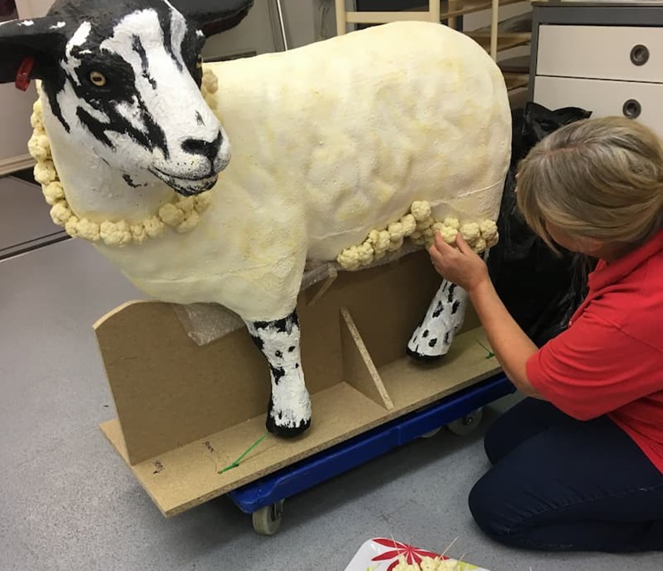 Cauliflower Sheep 155 Sheep Head Raw Stock Photos Free