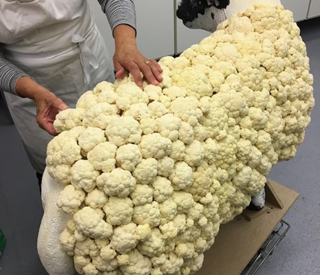 Cauliflower Life Size Sheep | Food is Art